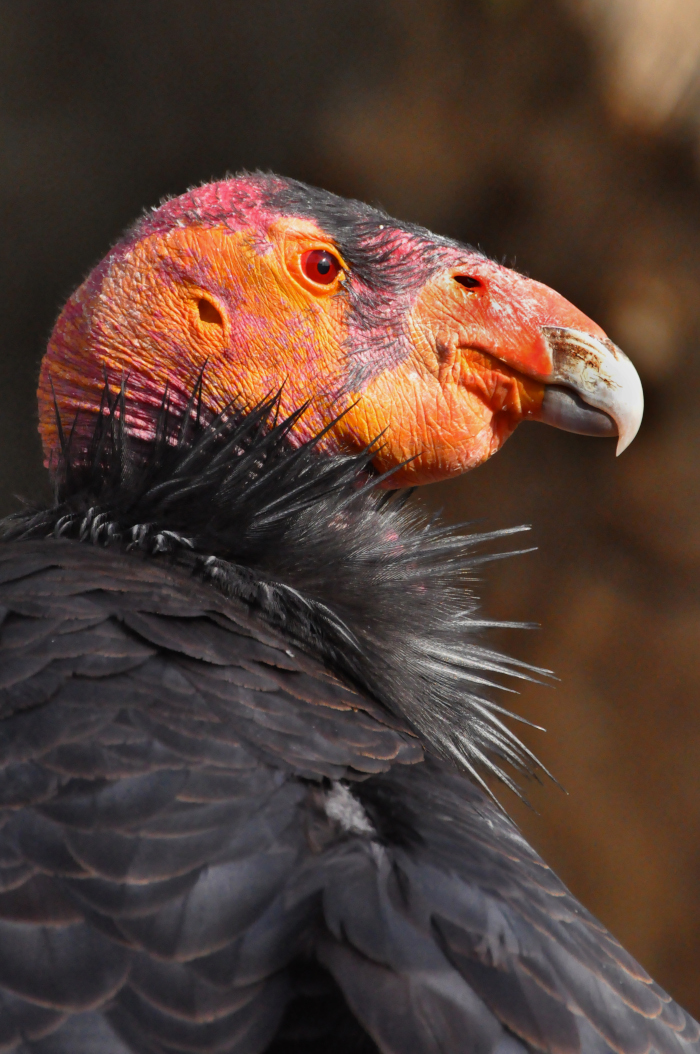 TAMC RCIS Portal: Species :: Monterey RCIS