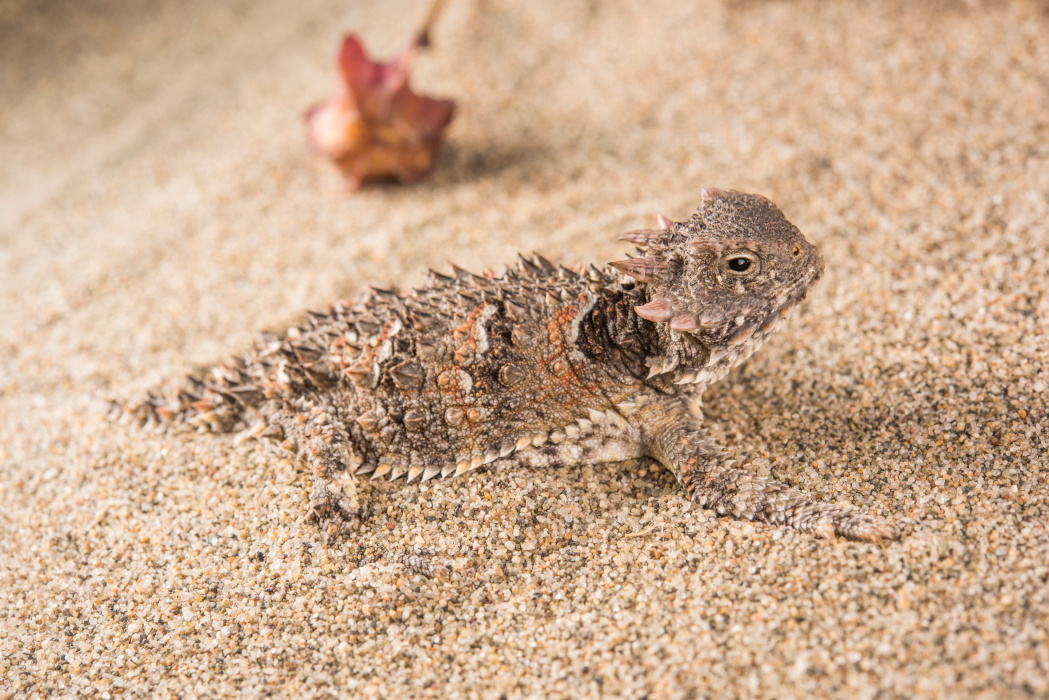 TAMC RCIS Portal: Species :: Monterey RCIS