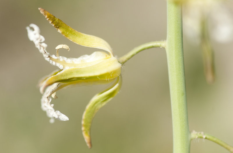 TAMC RCIS Portal: Species :: Monterey RCIS